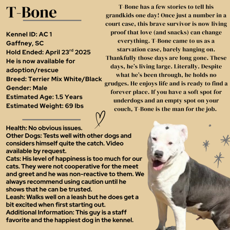 Adopt a Dog | Cherokee County