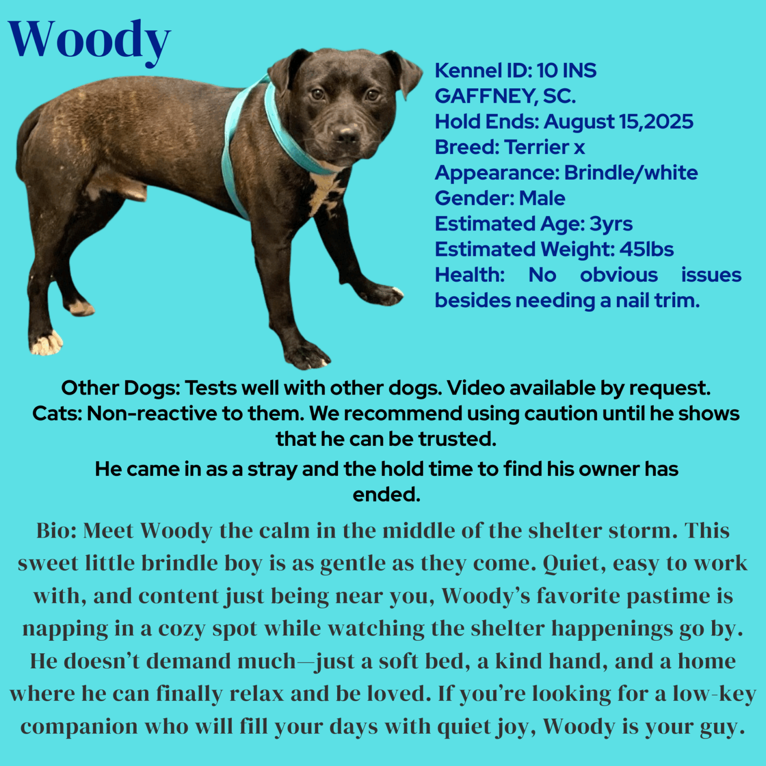 Adopt a Dog | Cherokee County